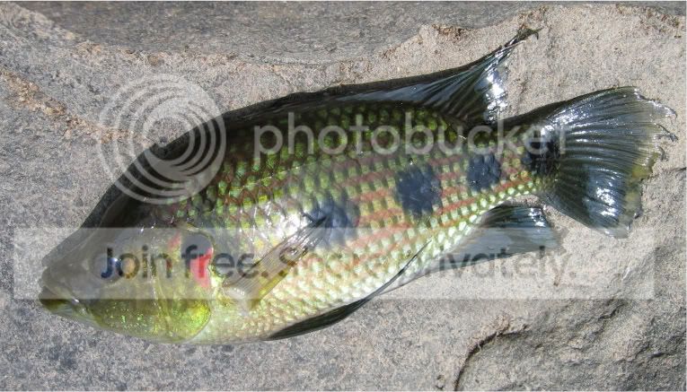 Fishing Cameroon | 360 Tuna Fishers Forum