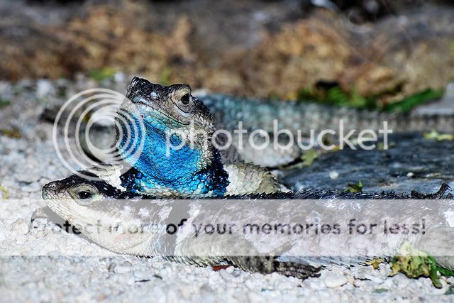 blue spiney lizard | Reptile Forums