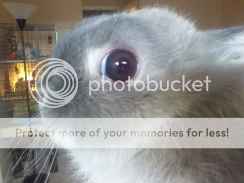 Red Watery Eye??? | Rabbits Online Pet Rabbit & Bunny Forum
