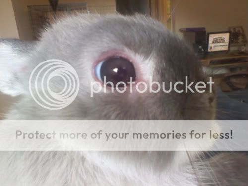 Red Watery Eye??? | Rabbits Online Pet Rabbit & Bunny Forum