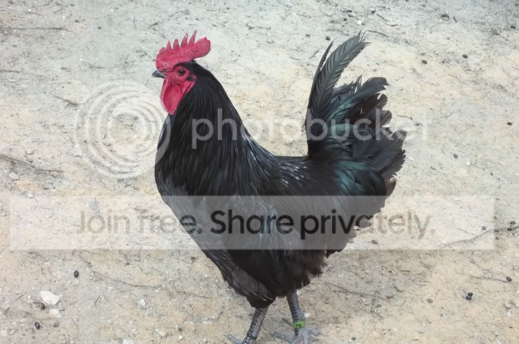 Free Australorp & Silkie Roos | BackYard Chickens - Learn How to Raise ...